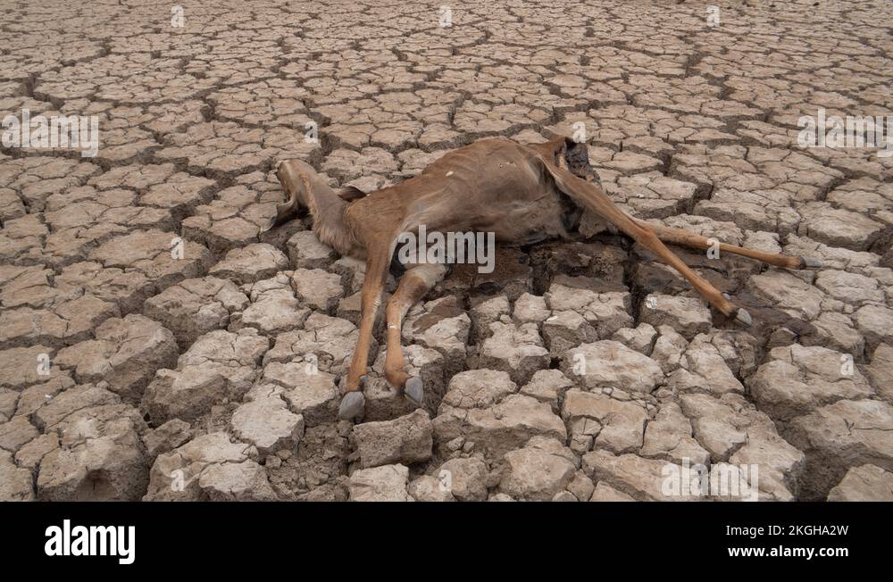 Climate change, global warming, drought. Dead antelope lying on cracked ...