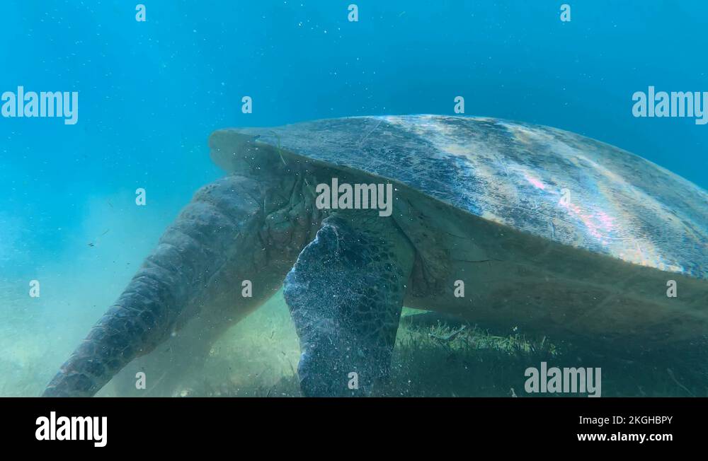 Green sea turtles great barrier reef Stock Videos & Footage - HD and 4K ...