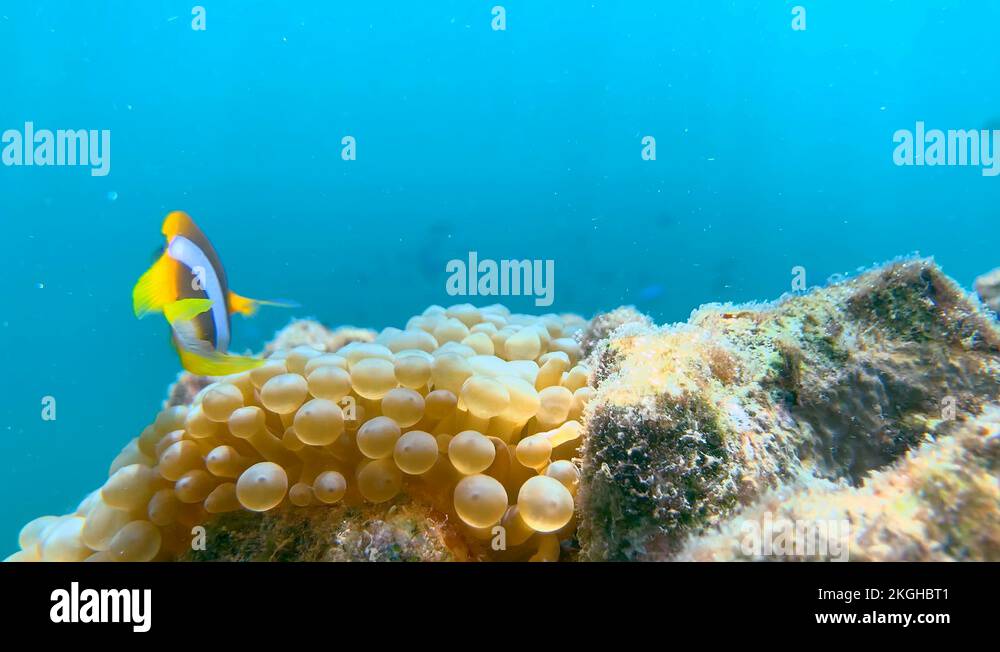 clarkii clownfish swimming in their anemones Great barrier reef Stock ...
