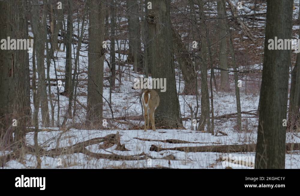 Scared deer in the woods. Baby doe gets frightened after hearing a load ...