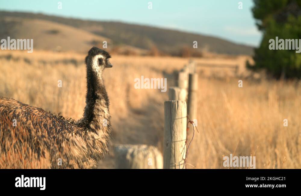Various Emu shots taken at Sunset on an Emu farm in Dry regional ...