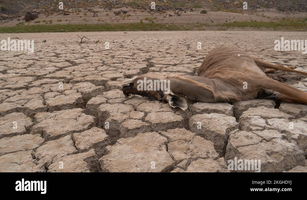Climate change, global warming, drought. Dead antelope lying on cracked ...
