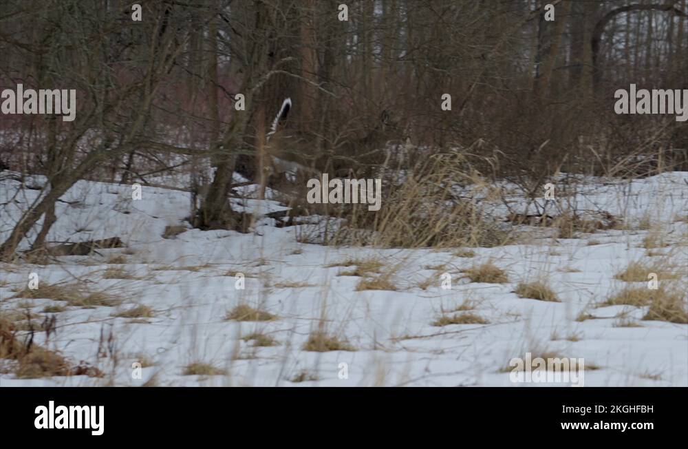 Running deer looking to hide in the woods. Scared wild animal taking ...