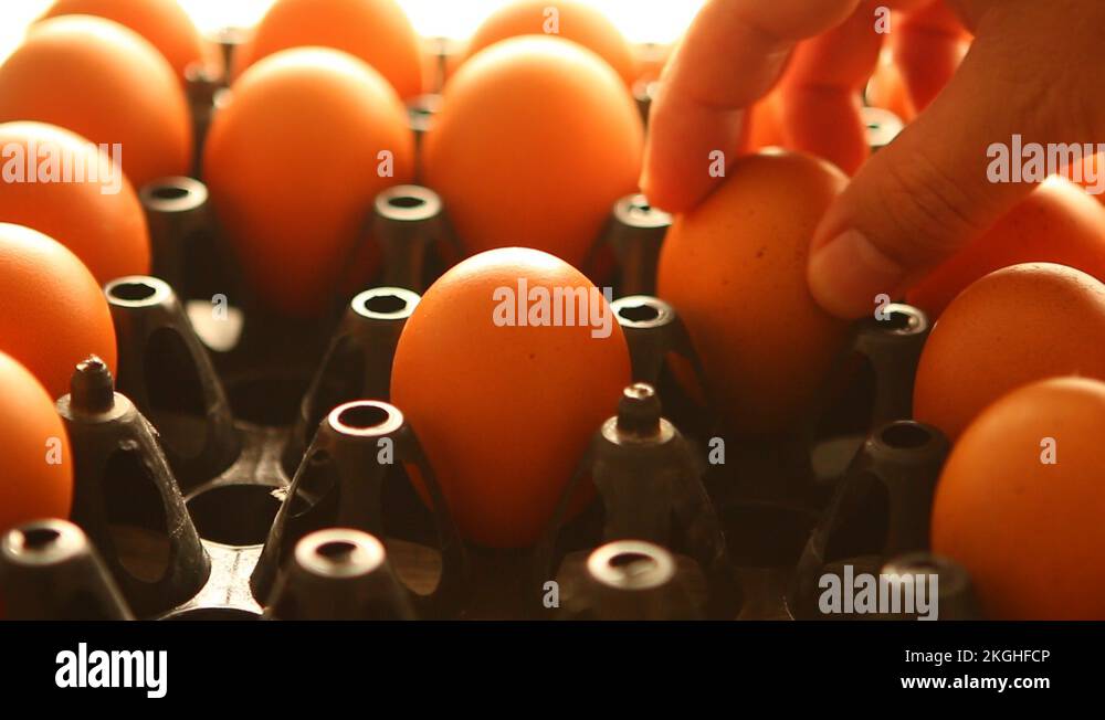 Man laying eggs in tray, Chiangmai Thailand Stock Video Footage - Alamy