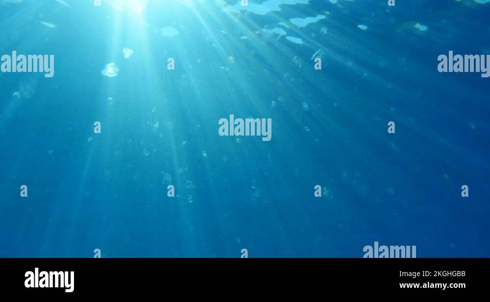 silverside fish school underwater sun rays beam and sun shine Stock ...