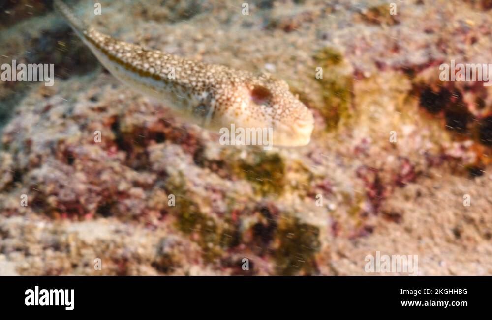 Madagascar fish Stock Videos & Footage - HD and 4K Video Clips - Alamy