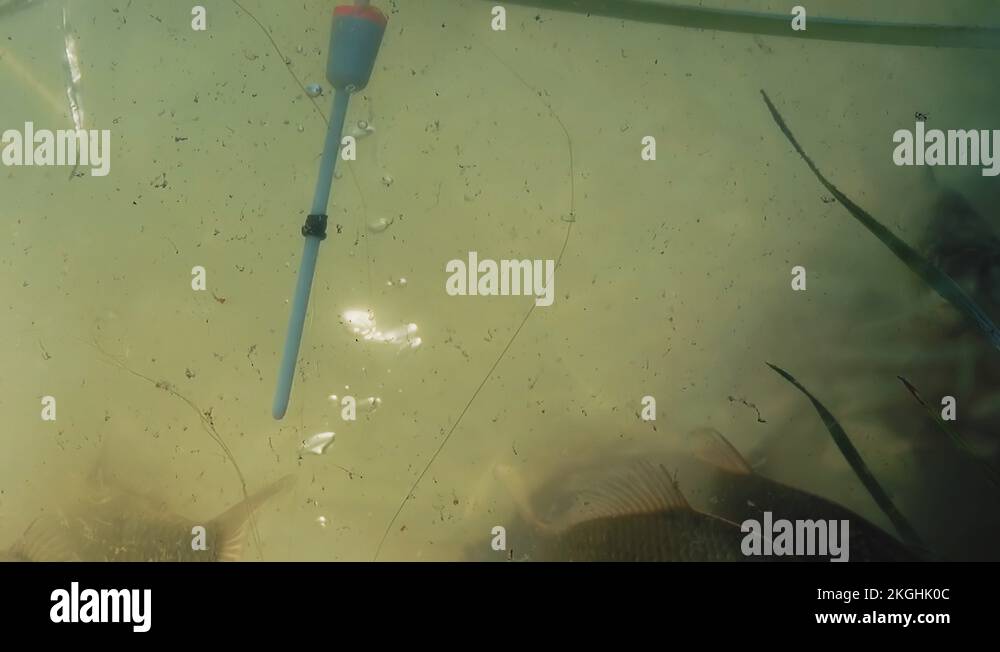 Fish cluster Stock Videos & Footage - HD and 4K Video Clips - Alamy