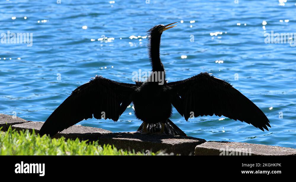 Open wings bird Stock Videos & Footage - HD and 4K Video Clips - Alamy