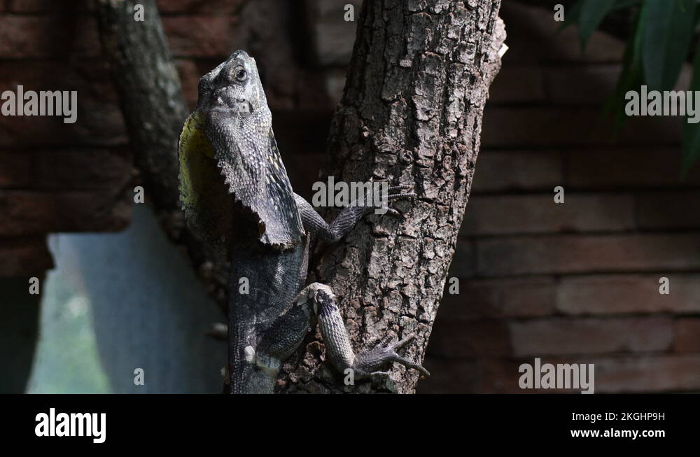 Chlamydosaurus, Frilled Neck Lizard on a tree - Chlamydosaurus kingii ...