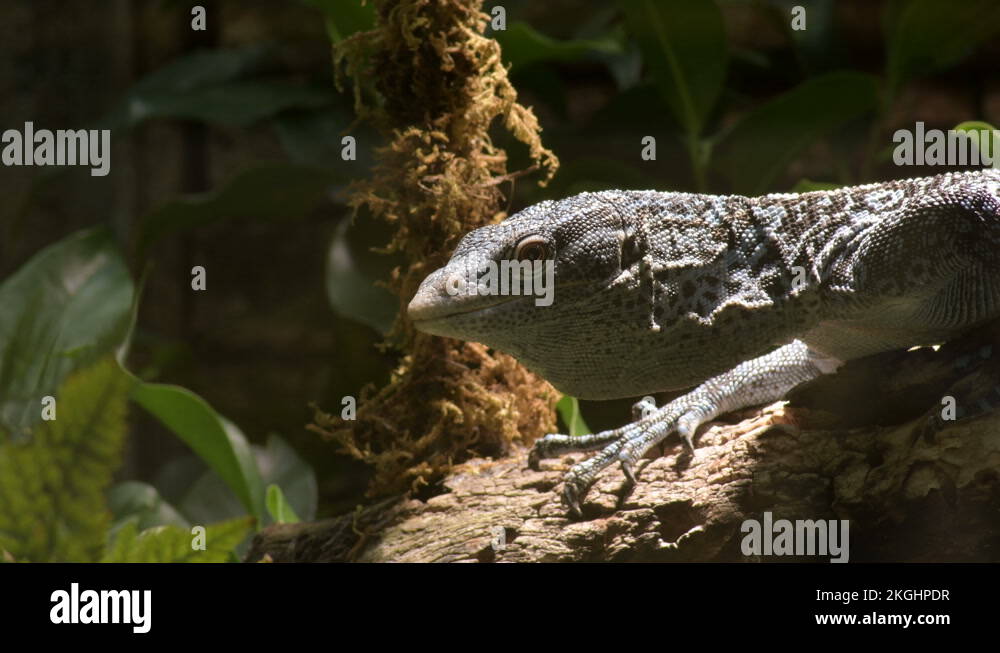 Blue monitor lizard Stock Videos & Footage - HD and 4K Video Clips - Alamy