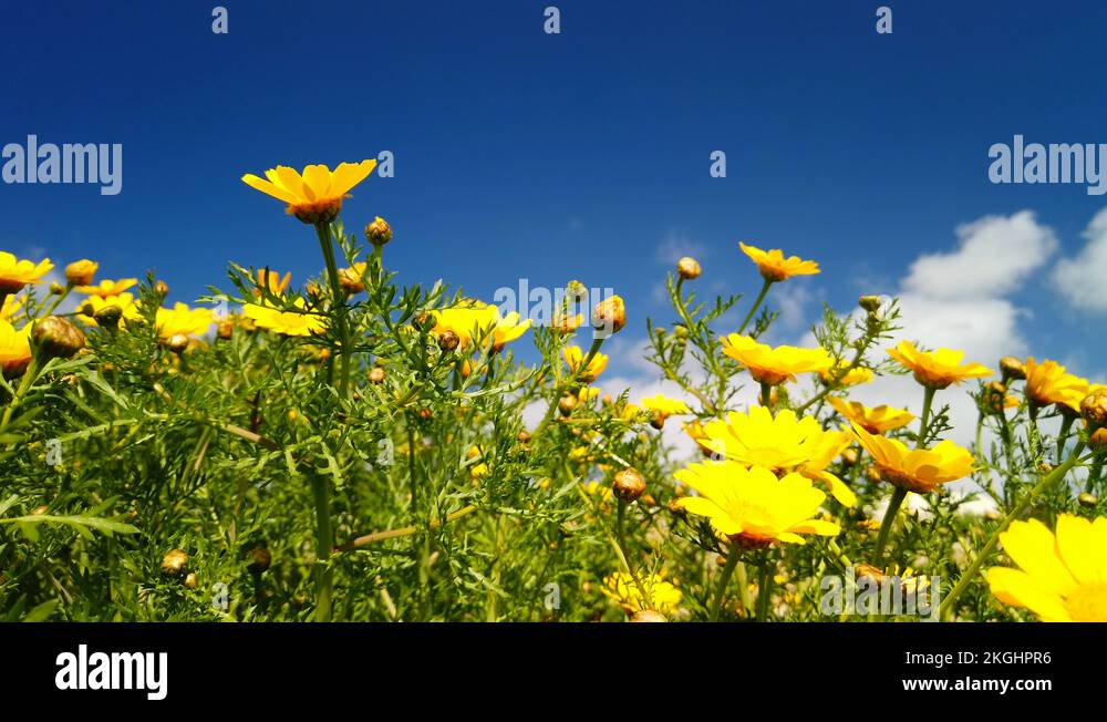 Yellow crown daisy glebionis Stock Videos & Footage - HD and 4K Video ...