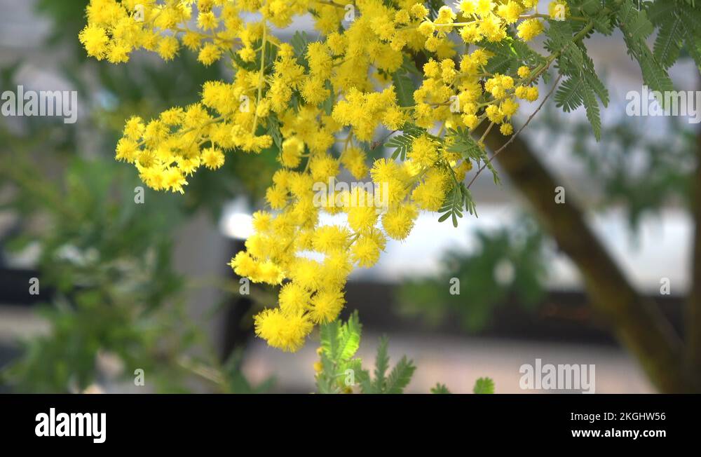Mimosa flower, Acacia dealbata, 4K Stock Video Footage - Alamy