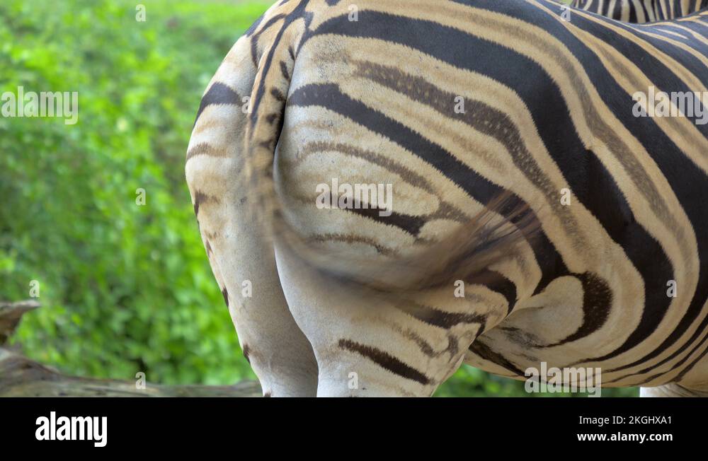 Close-up shots of the zebra buttocks that flick the tail back Stock ...