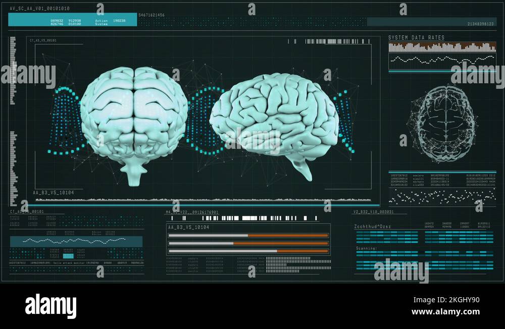 Brains anatomy Stock Videos & Footage - HD and 4K Video Clips - Alamy