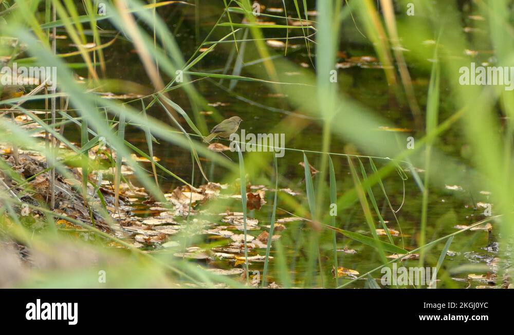 Bent twig Stock Videos & Footage - HD and 4K Video Clips - Alamy