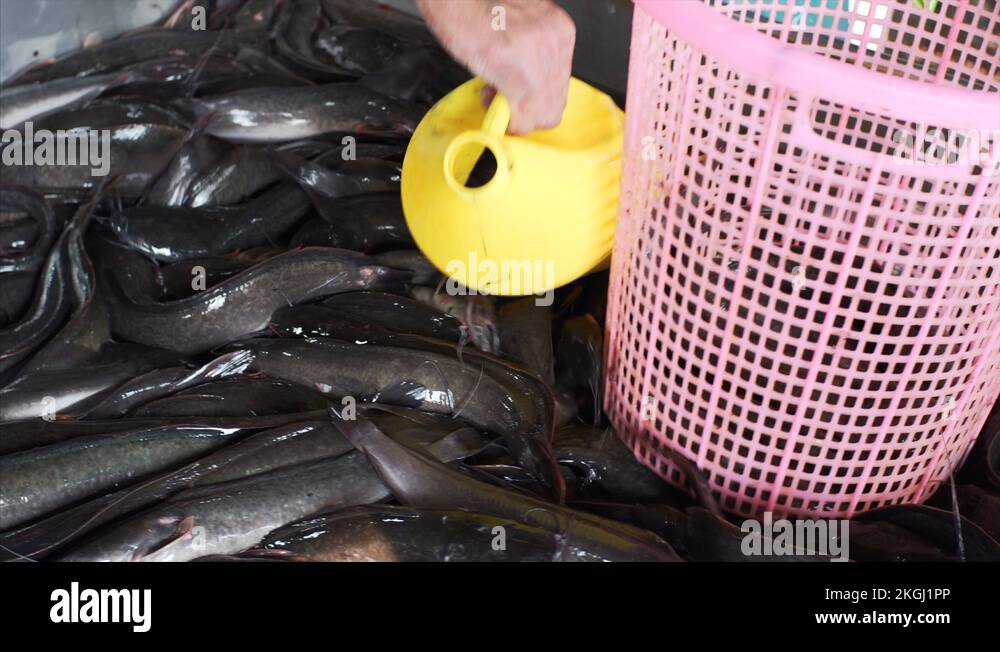Woman catches fresh seafood. Woman sells fish at the market in Pattaya ...