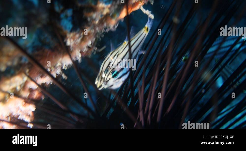Sea urchin fish Stock Videos & Footage - HD and 4K Video Clips - Alamy
