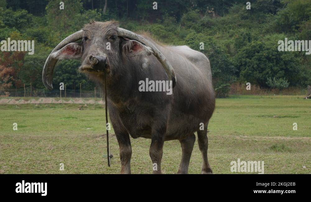 Very old water buffalo tethered with rope walks on meadow. 4k Stock ...