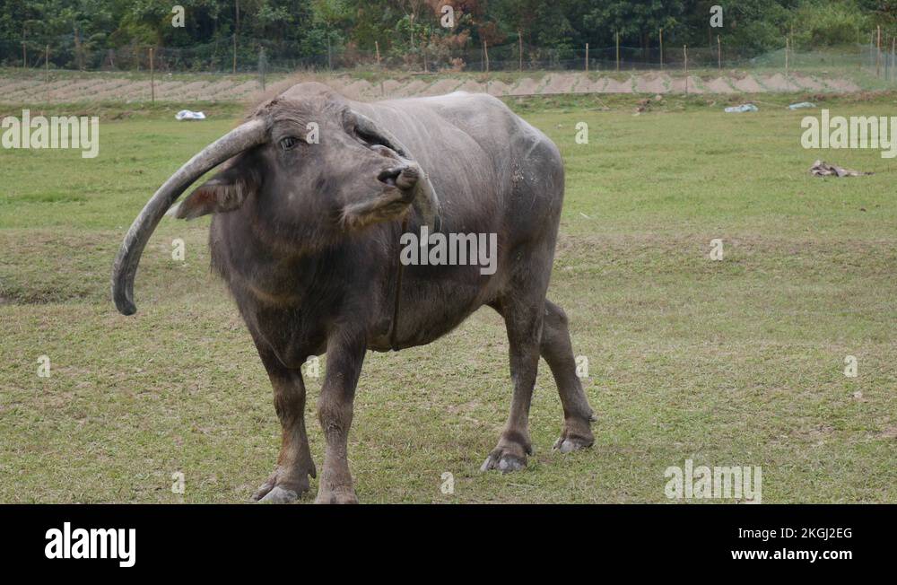 Very old water buffalo tethered with rope walks on meadow. 4k Stock ...