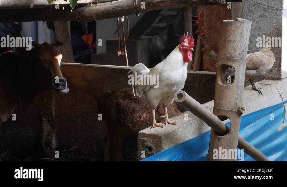Cow rooster Stock Videos & Footage - HD and 4K Video Clips - Alamy
