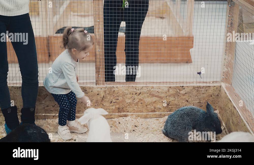 little girl was scared of the number of rabbits Stock Video Footage - Alamy