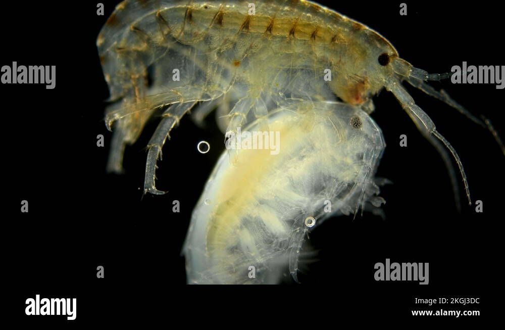 mating of Amphipoda Gammarus Hyalella azteca, the male embraces the female and Stock Video ...