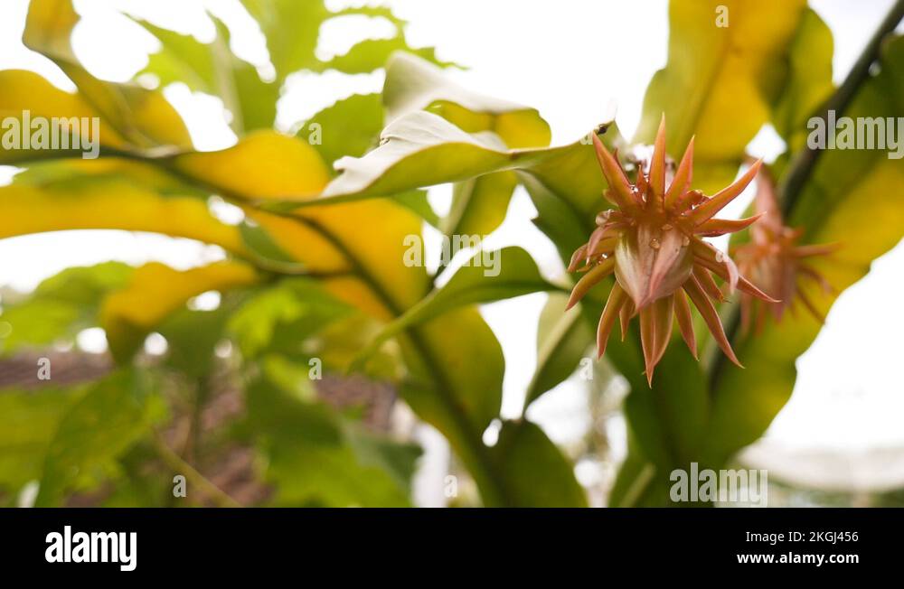 Cereus plant Stock Videos & Footage - HD and 4K Video Clips - Alamy
