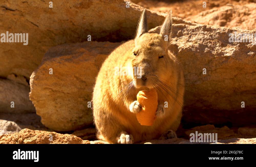 Vizcachas Stock Videos & Footage - HD and 4K Video Clips - Alamy