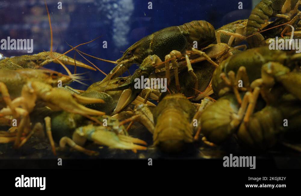 Live crayfish Stock Videos & Footage - HD and 4K Video Clips - Alamy
