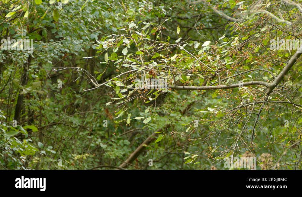 Very fast tiny bird thriving in lush deciduous forest calling a fruit ...