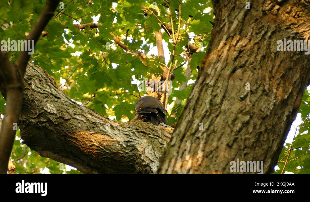 Pilate woodpecker finishing the day under soft sunlight viewed from ...