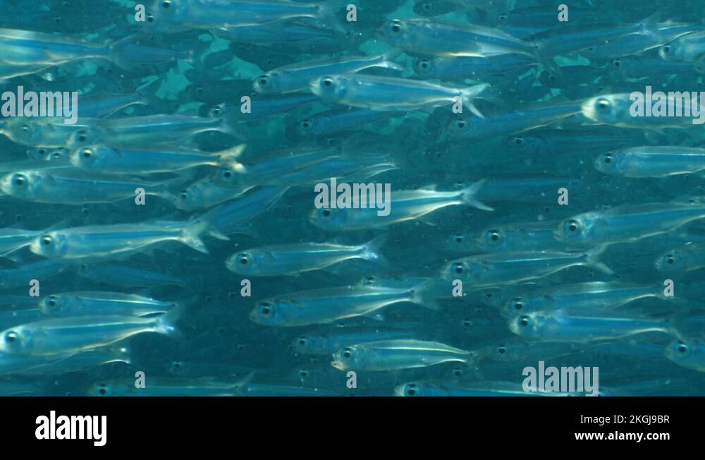 silverside fish school swim underwater close up sun shine Stock Video ...