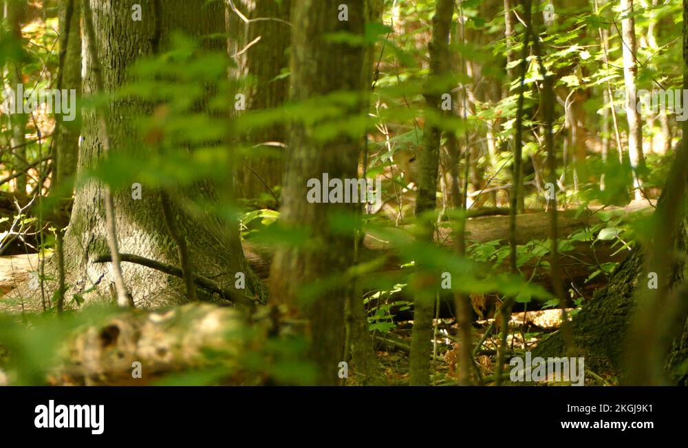 Pretty natural forest scene showing a woodpecker moving on fallen tree ...