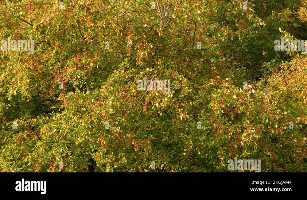 Thick bushy healthy tiny apple tree lit by end of the day sunlight with ...