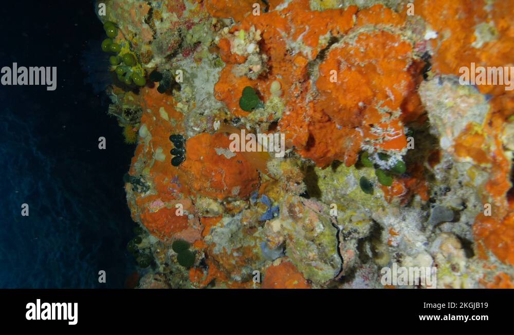 Crinoid rock Stock Videos & Footage - HD and 4K Video Clips - Alamy