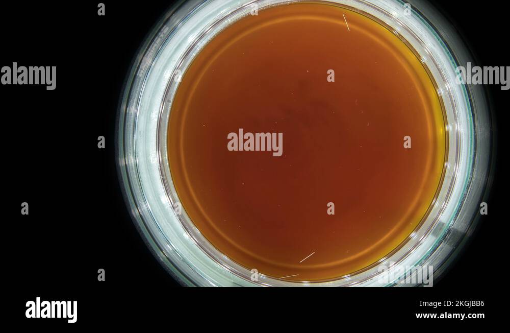 Fungal colony Stock Videos & Footage - HD and 4K Video Clips - Alamy