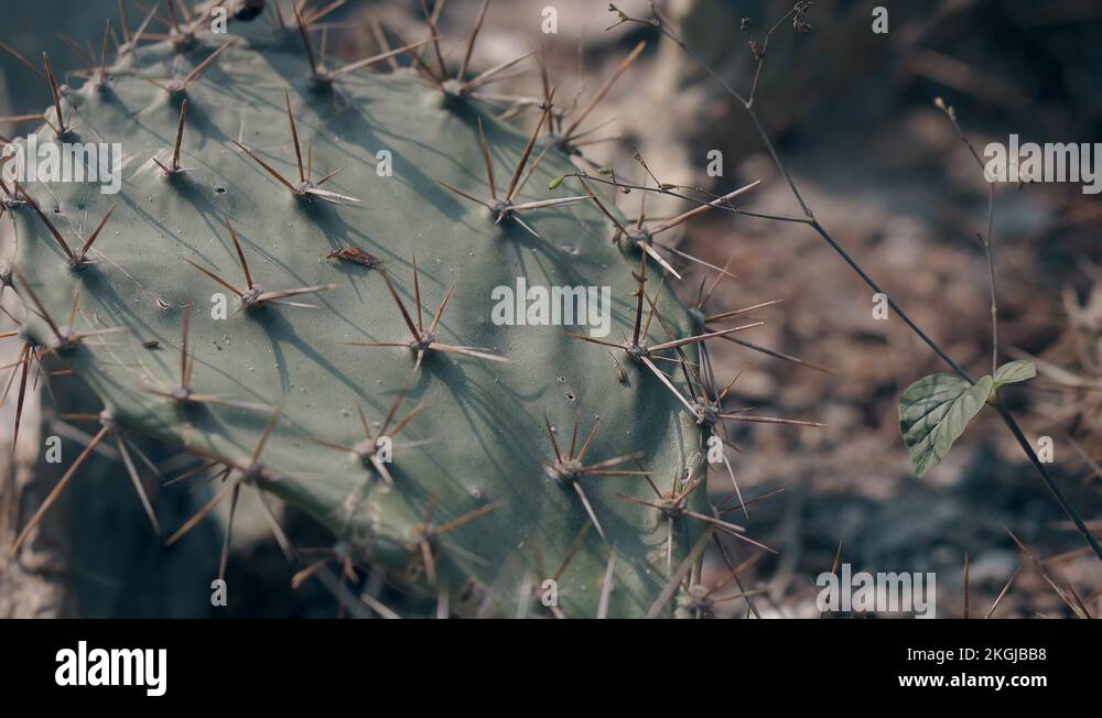 Green cactus needles in Stock Videos & Footage - HD and 4K Video Clips ...