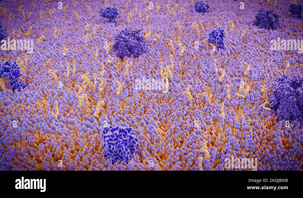 Cell membranes Stock Videos & Footage - HD and 4K Video Clips - Alamy