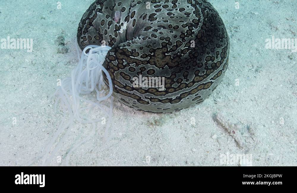 Evisceration Stock Videos & Footage - HD and 4K Video Clips - Alamy