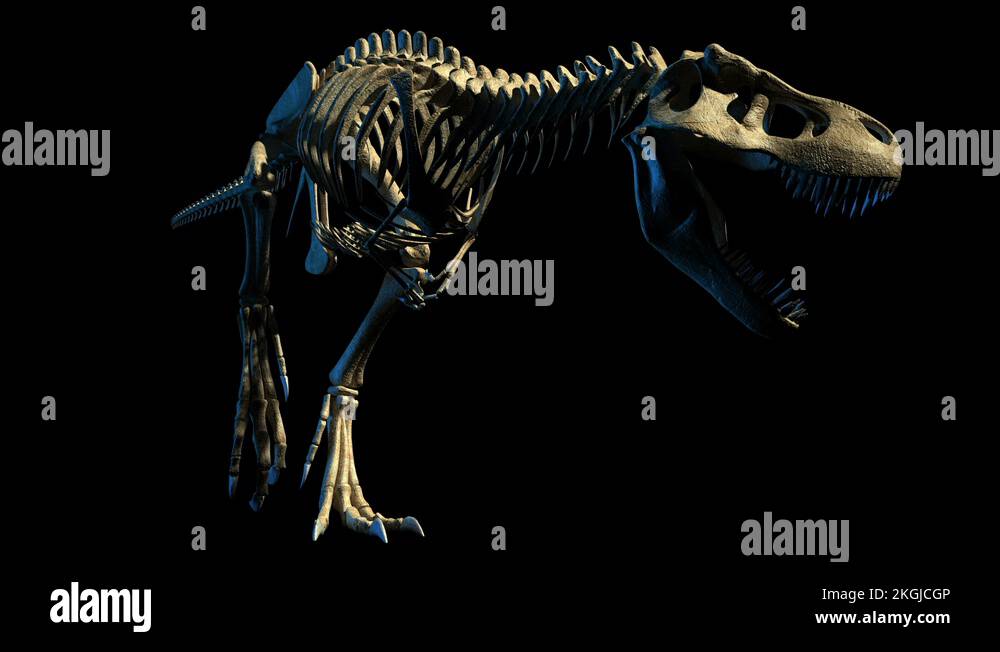 Tyrannosaurus rex anatomy Stock Videos & Footage - HD and 4K Video ...