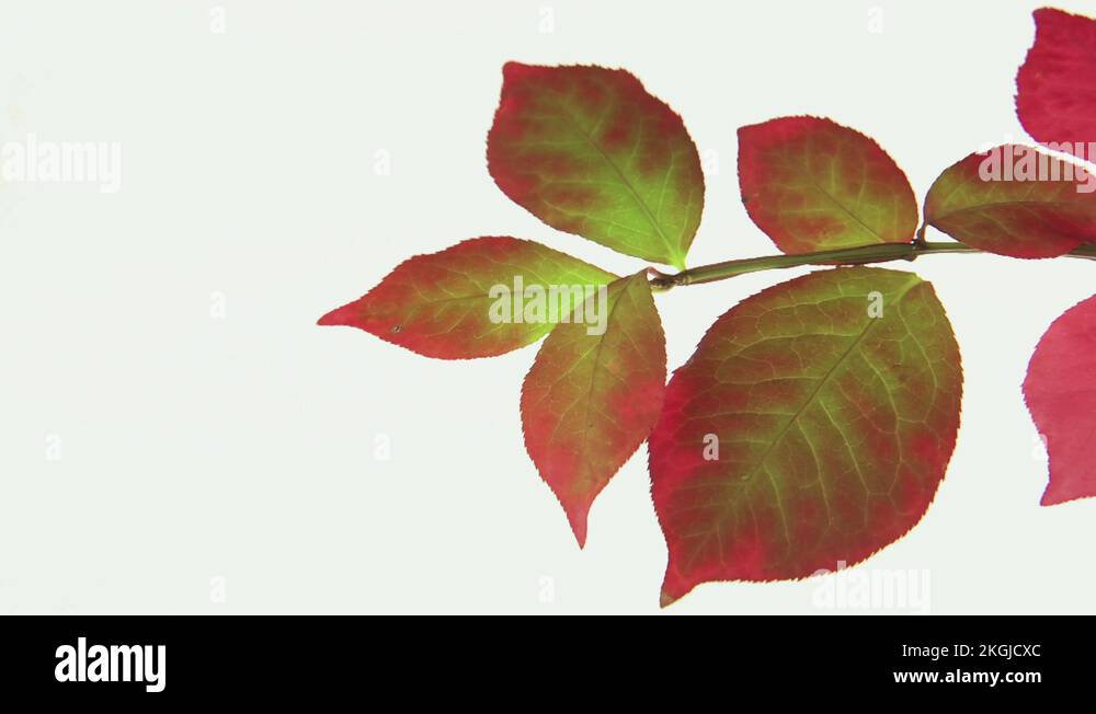 Spindle leaves Stock Videos & Footage - HD and 4K Video Clips - Alamy