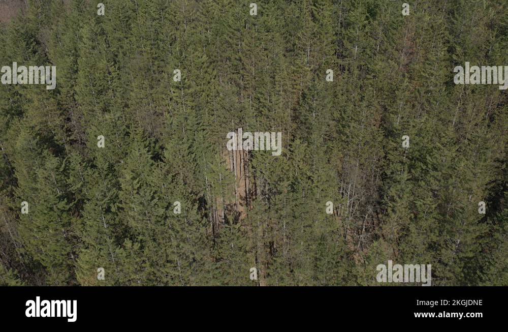Pinus abies Stock Videos & Footage - HD and 4K Video Clips - Alamy
