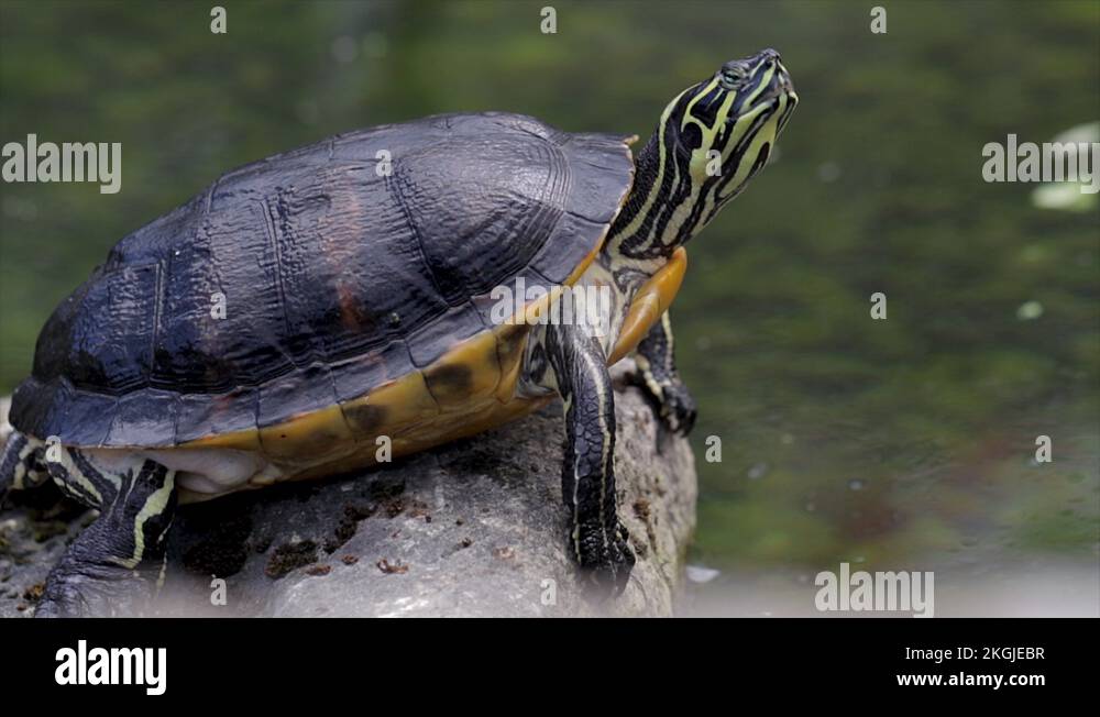 Mindfulness meditation concept in a zen garden. Wild turtle basking in ...