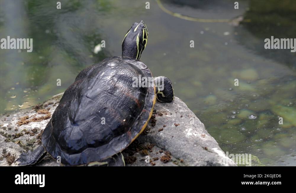 Cold blooded species Stock Videos & Footage - HD and 4K Video Clips - Alamy