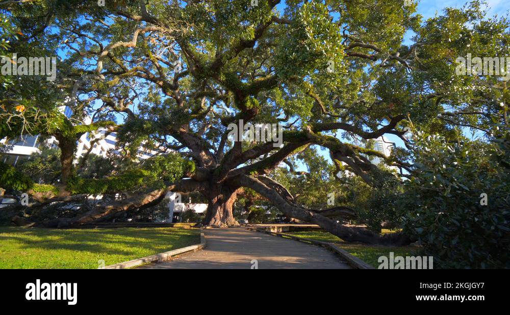 Treaty tree Stock Videos & Footage - HD and 4K Video Clips - Alamy