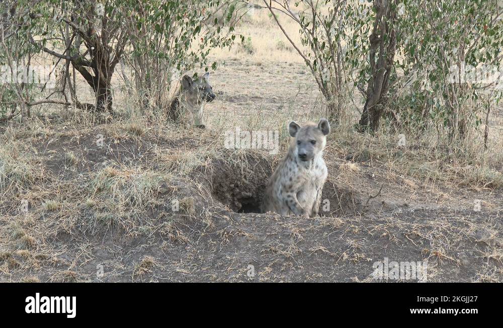 Spotted Hyena (Crocuta crocuta) one laying inside den Stock Video ...