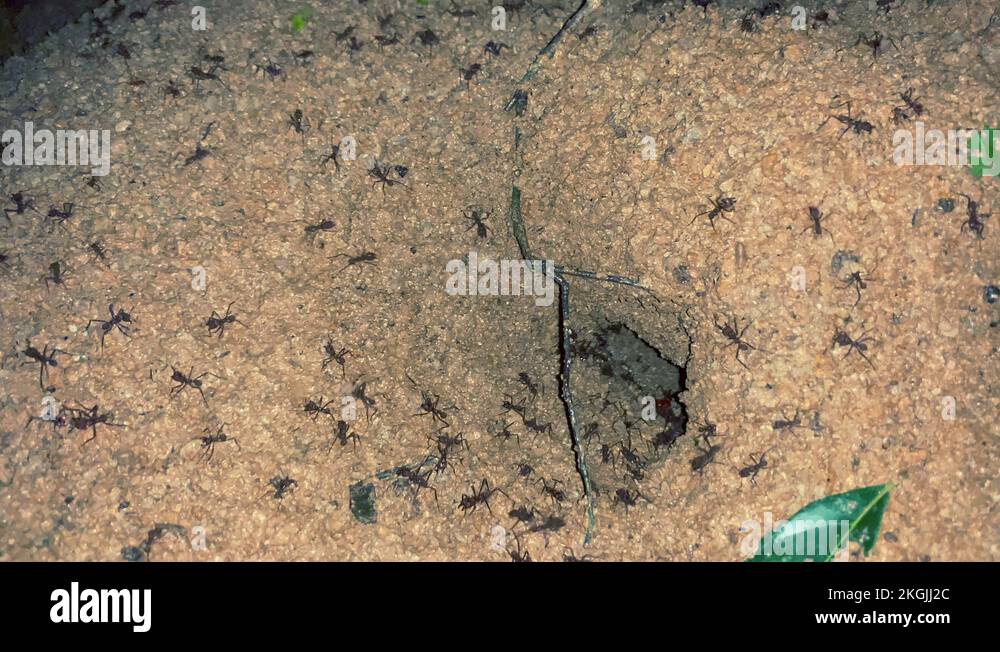 Bullet ants Stock Videos & Footage - HD and 4K Video Clips - Alamy