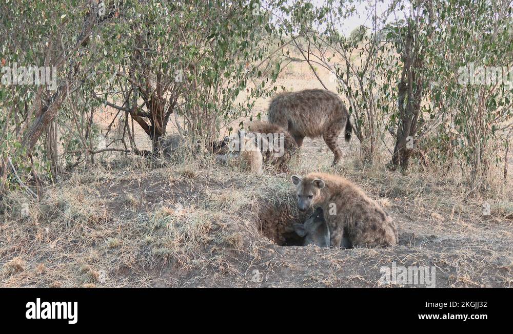 Spotted Hyena (Crocuta crocuta) around den Stock Video Footage - Alamy