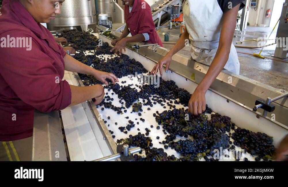 Sorting fruit south africa Stock Videos & Footage - HD and 4K Video ...