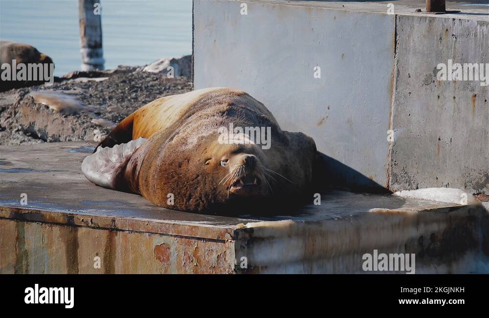 Fat sea lions Stock Videos & Footage - HD and 4K Video Clips - Alamy